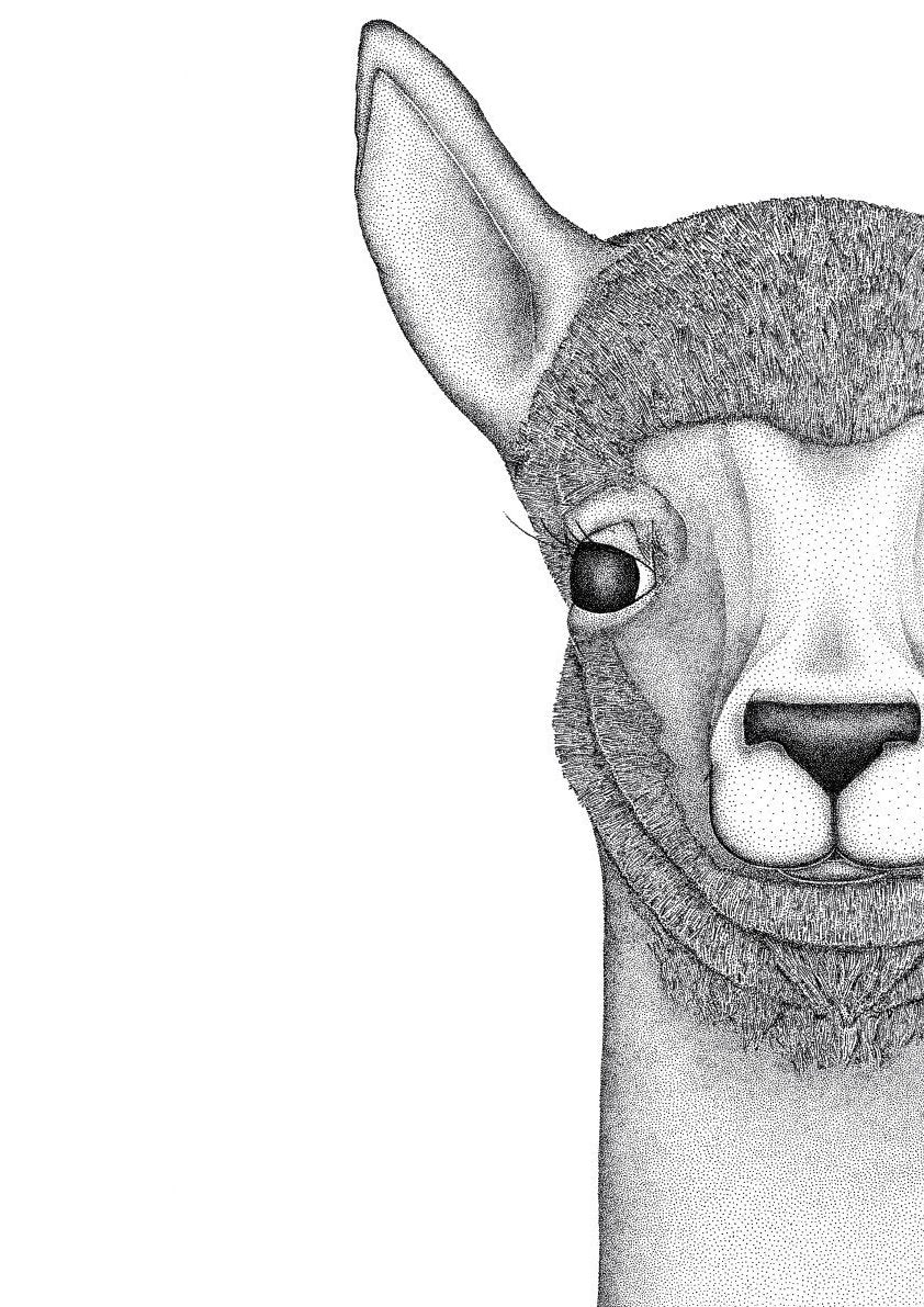 Austin the Alpaca – Dots by Donna