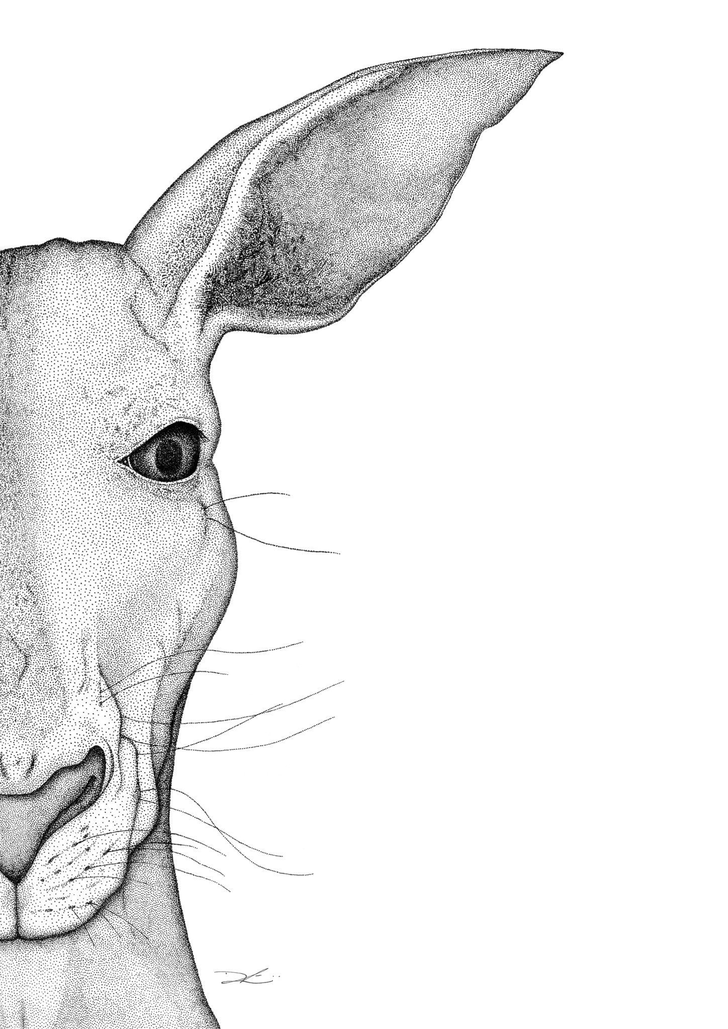 how to draw a kangaroo head step by step