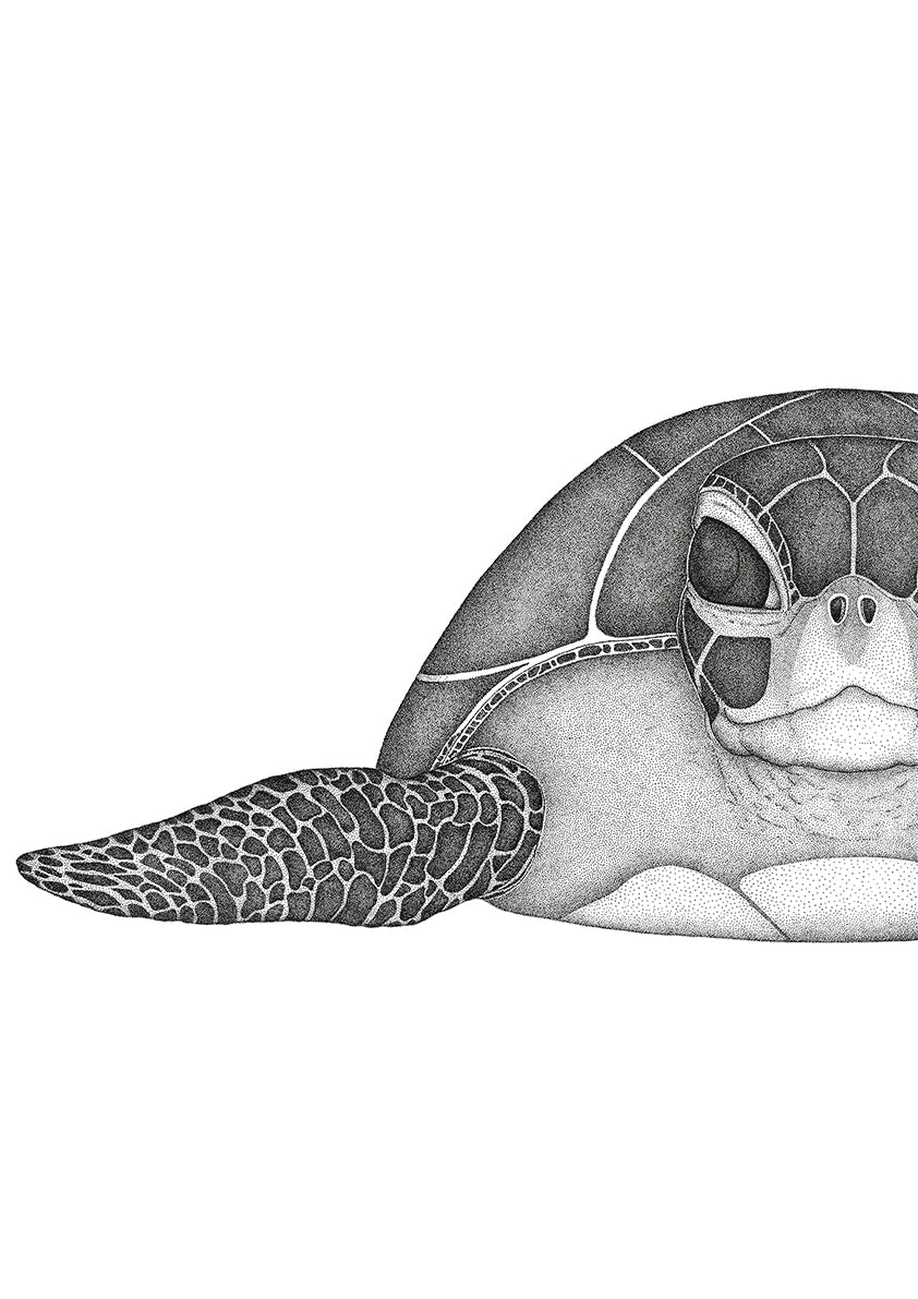 Turtle Face Drawing